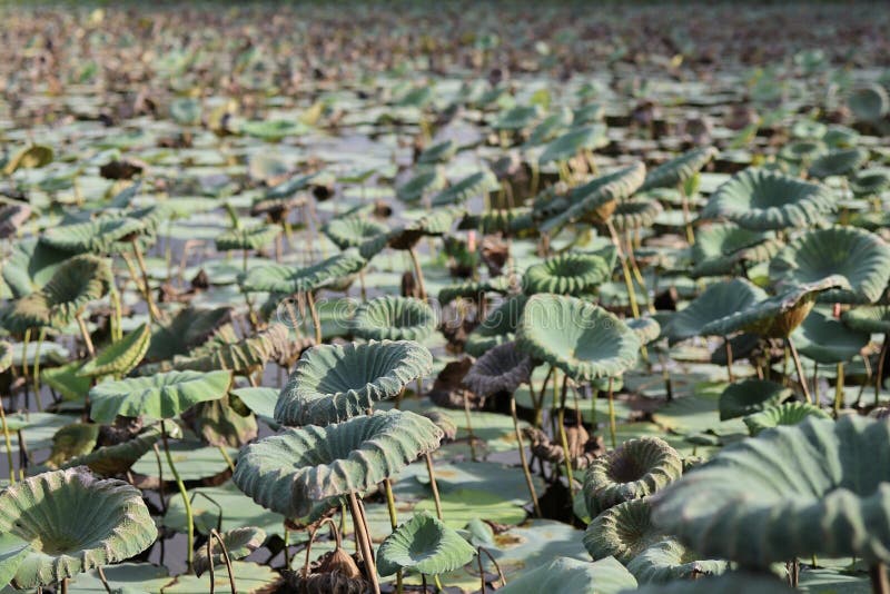 Lotus Trees Grow Beautifully in the Large Pond. Stock Photo - Image of ...