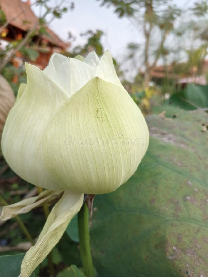 Lotus unbloom flower stock photo. Image of food, nature - 253030118
