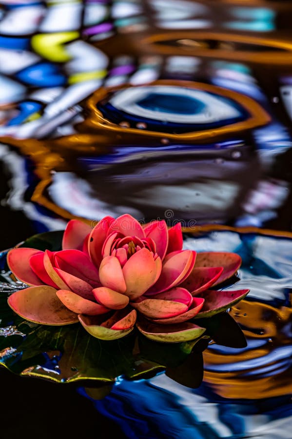 Lotus under the neon light stock photo. Image of leaf - 198399764