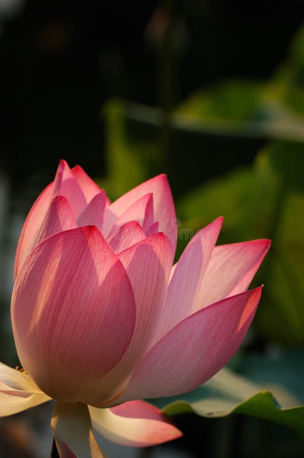 Lotus under the sun shine stock image. Image of pure - 10685353