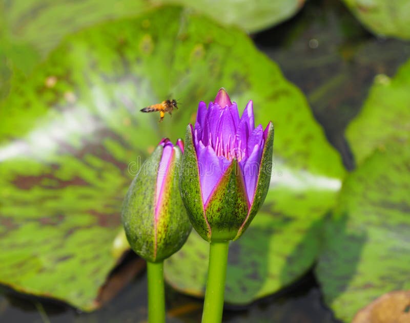 988 Lotus Variety Stock Photos - Free & Royalty-Free Stock Photos from ...