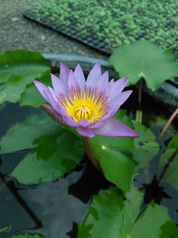 Lotus stock photo. Image of purple, colour, lotus, leaf - 122264414