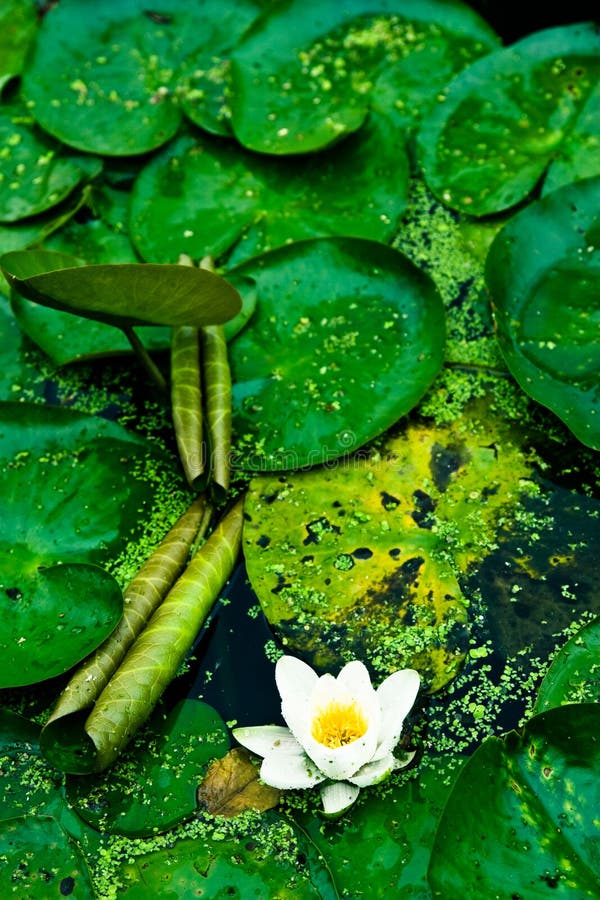 Lotus on water stock photo. Image of nature, lotus, lake - 7928908