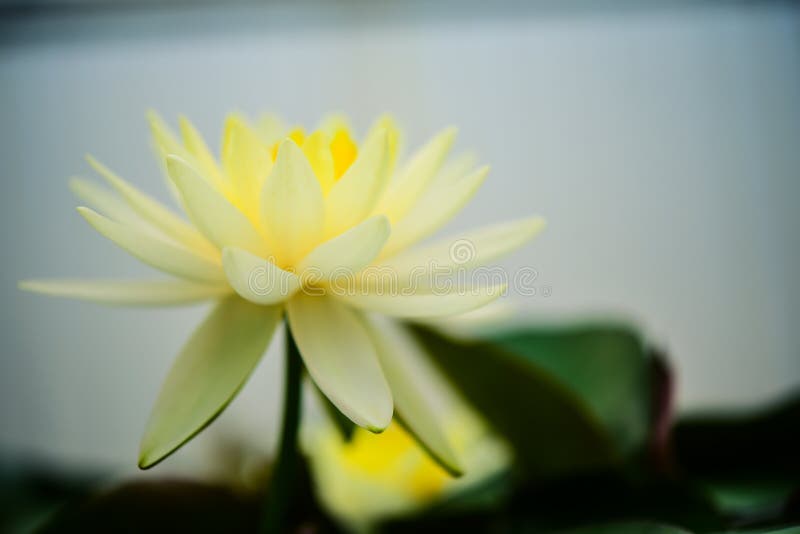 Lotus Water Floating on the Surface of the Pool Stock Photo - Image of ...