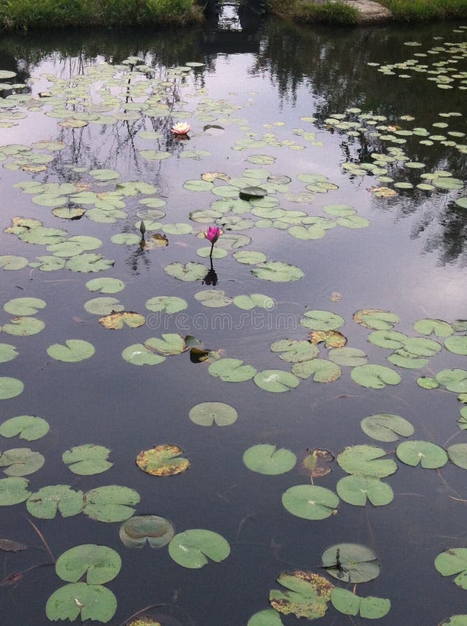 Lotus Water Lake Weed Grass Stock Image - Image of flower, water: 77238893