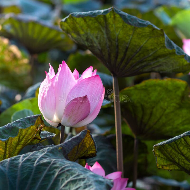 Lotus or water lily flower stock photo. Image of lily - 39883670