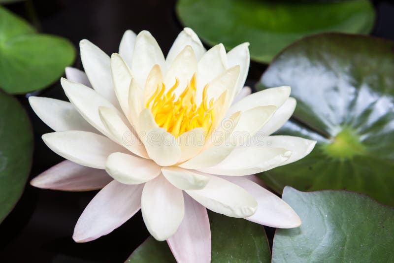 Lotus or water lily stock photo. Image of blooming, pond - 41846658