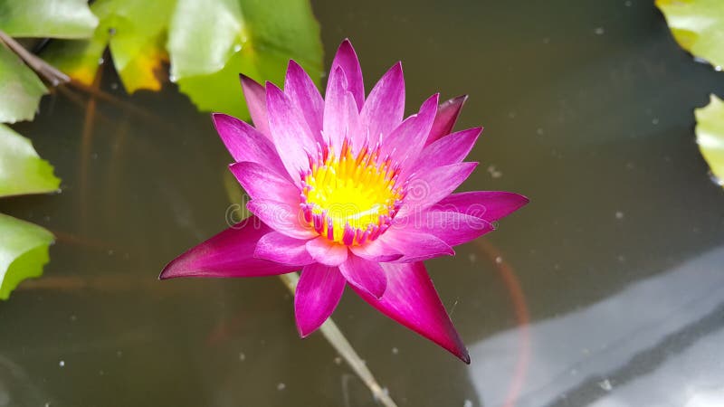 Lotus on water stock photo. Image of yellow, lotus, water - 59013652