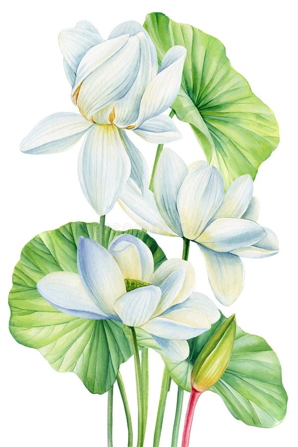 Lotus Watercolor Botanical Illustration Water Lilies Flowers Isolated