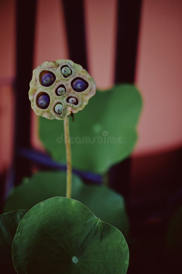 Lotus wilted stock image. Image of hatched, leaving - 160692799