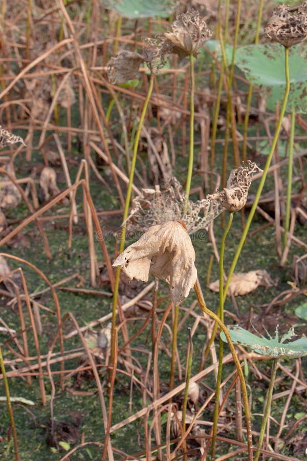 Lotus in winter stock photo. Image of beautifully, canada - 83525210