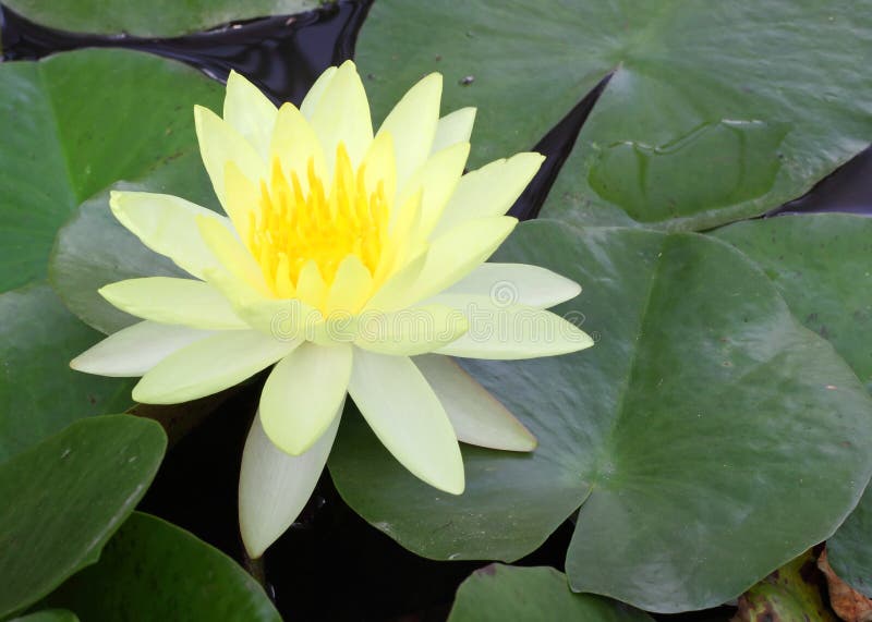 Lotus yellow stock image. Image of environment, beauty - 20886207