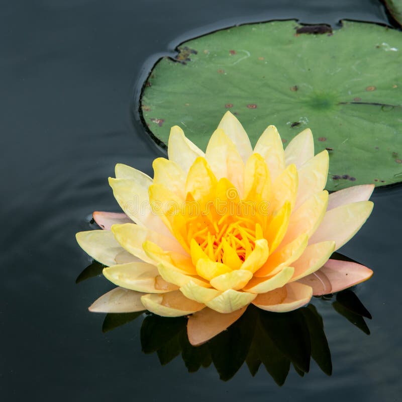 Lotus stock photo. Image of floral, outdoor, peace, lake - 37117474