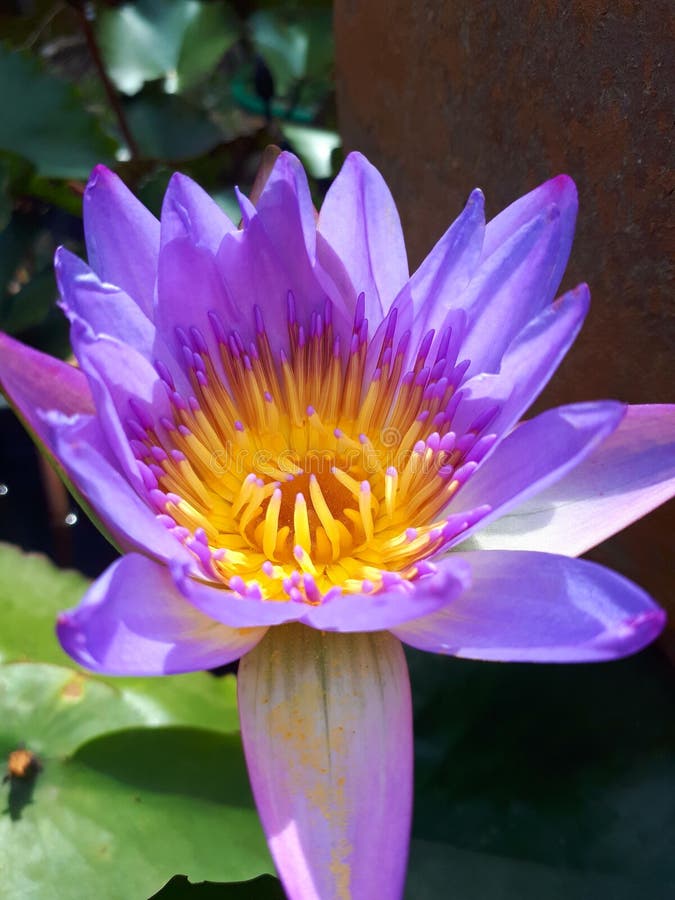 Lotusbloem stock foto. Image of tuin, vijver, lotusbloem - 131978046