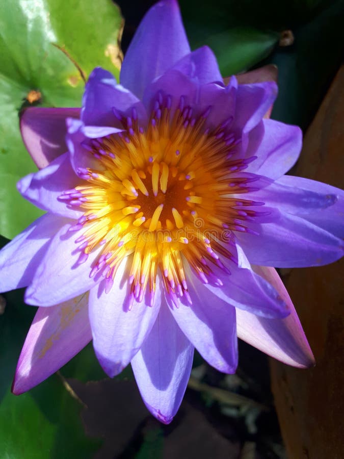 Lotusbloem stock foto. Image of tuin, vijver, lotusbloem - 131978046