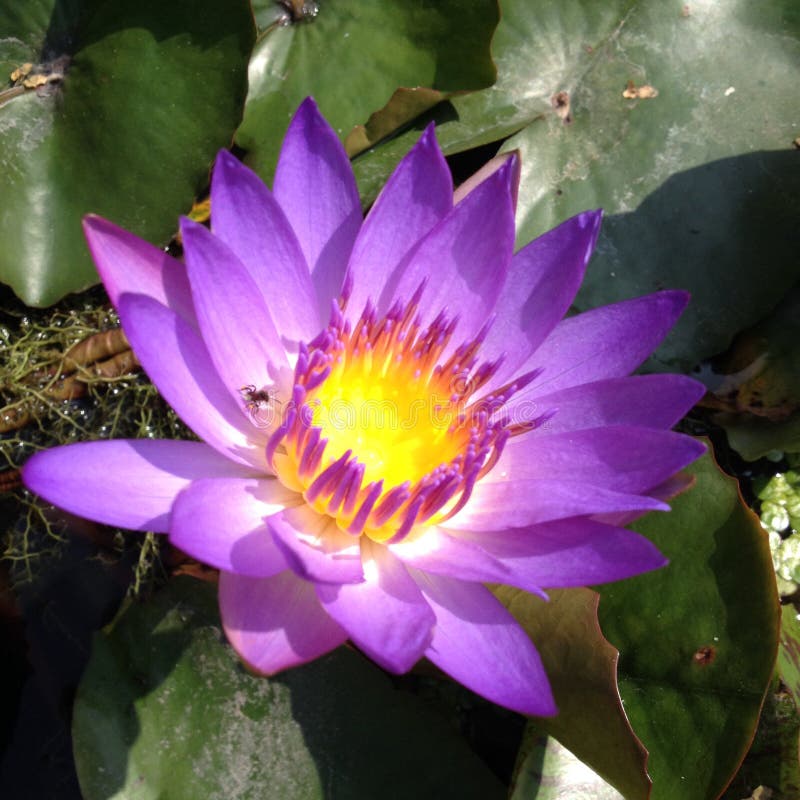 Lotusbloem stock afbeelding. Image of lotusbloem, bloem - 42869849