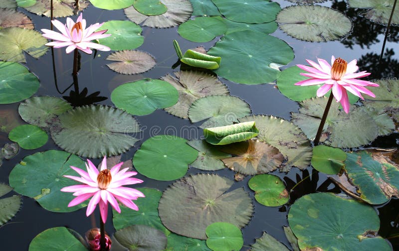 Lotuses stock image. Image of pink, calm, lake, india - 23318621