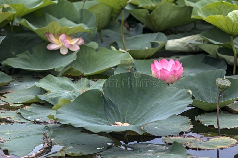Lotuses in Bloom by the Lakeshore Stock Photo - Image of dream, beauty ...