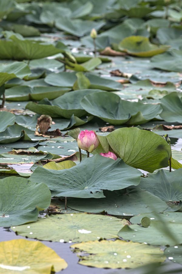 Lotuses in Bloom by the Lakeshore Stock Photo - Image of bloom ...