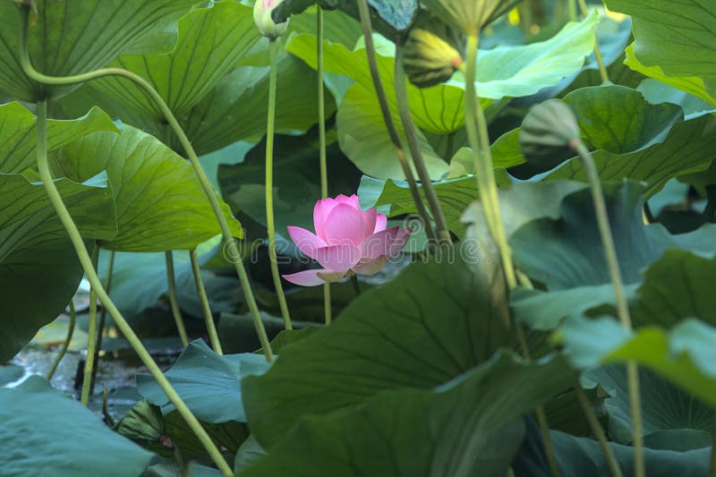 Lotuses in Bloom by the Lakeshore Stock Image - Image of flower, flora ...