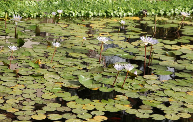 Lotuses stock image. Image of surface, leaf, white, plant - 135955807