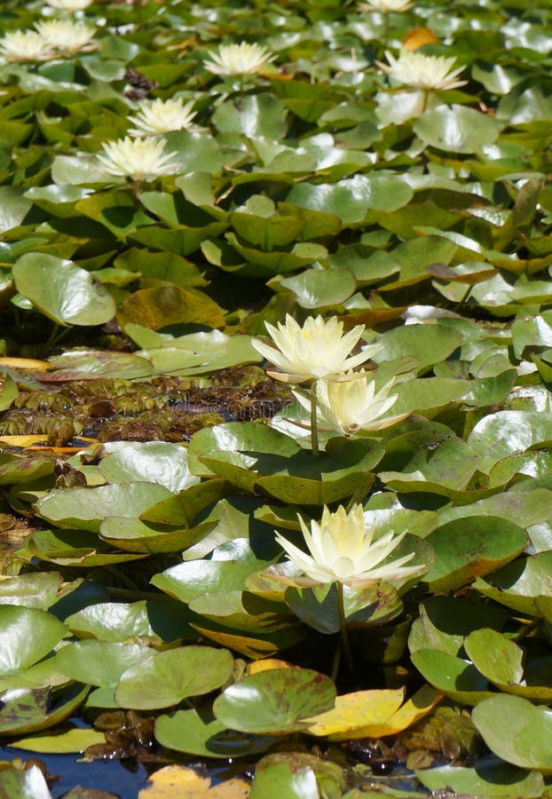 Lotuses in the pond stock image. Image of pond, blossom - 56663381