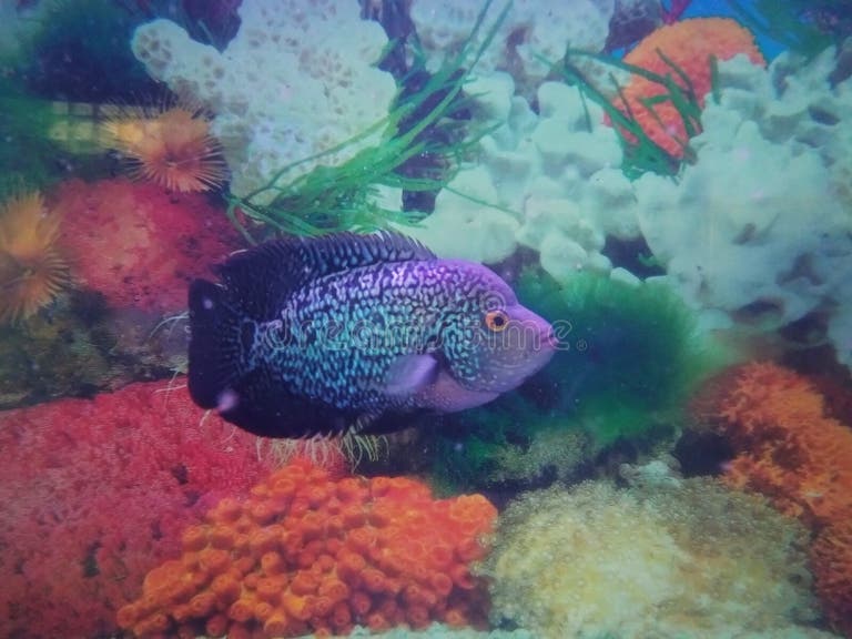 Lou han ornamental fish stock image. Image of animal - 251354519