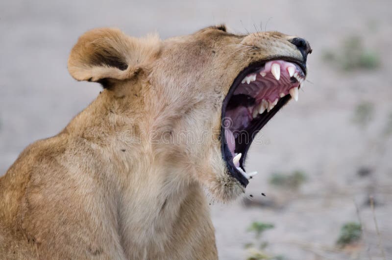 7,472 Lion Roar Photos - Free & Royalty-Free Stock Photos from Dreamstime