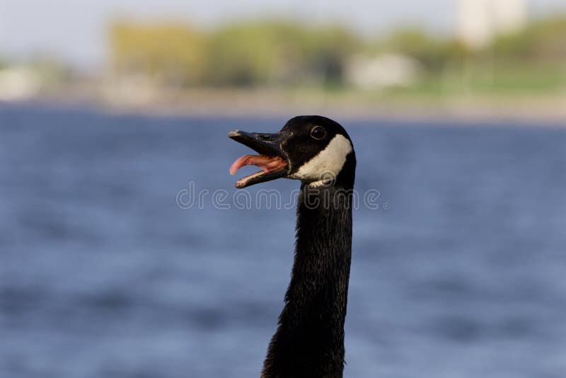 Canada Goose Scream Stock Photos - Free & Royalty-Free Stock Photos ...