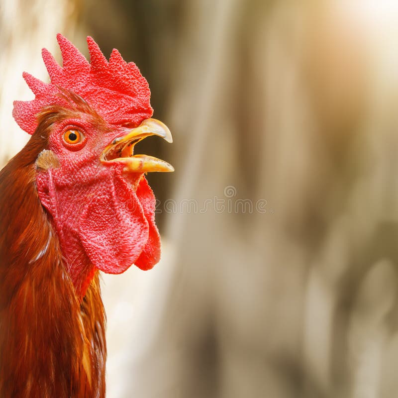 Loud screaming rooster stock photo. Image of beak, action - 229252924