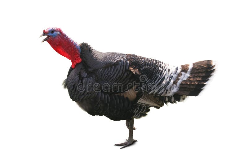 1,090,376 Turkey Stock Photos - Free & Royalty-Free Stock Photos from ...