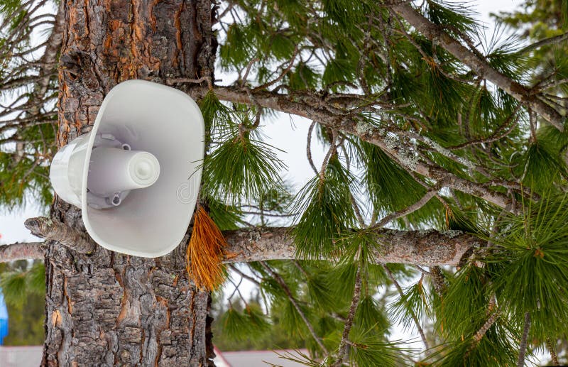 Loudspeaker on tree stock photo. Image of broadcast - 179553932