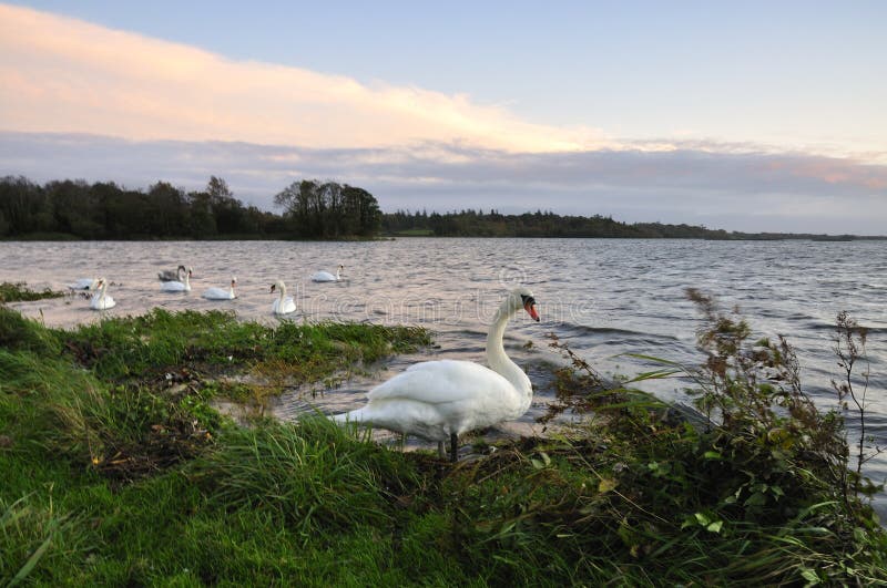 Lough Ennell Swans stock photo. Image of lough, lake, nature - 6988992