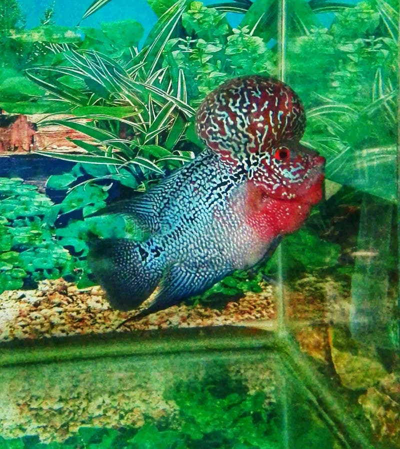 Louhan fish stock photo. Image of beautiful, louhan - 323070234