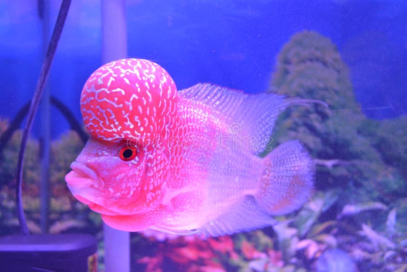 Flowerhorn Cichlid Boom Head Stock Photo - Image of boom, asian: 254573244