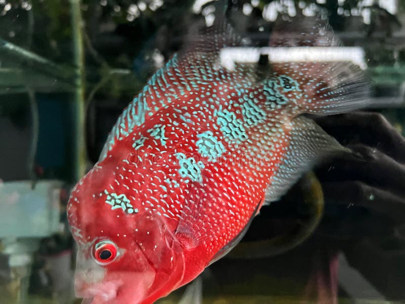 Louhan Fish Swimming in the Aquarium Stock Image - Image of beautiful ...