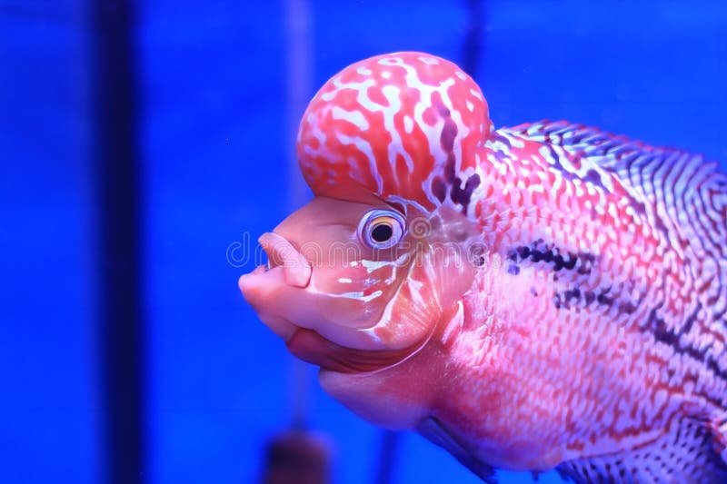Louhan Ornamental Fish from Thailand in an Aquarium Stock Photo - Image ...