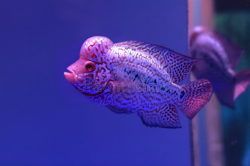 Louhan Ornamental Fish Type Kamfa Stock Photo - Image of underwater ...
