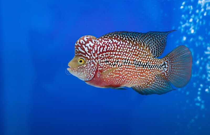 Louhan Ornamental Fish Type Kamfa Stock Photo - Image of underwater ...