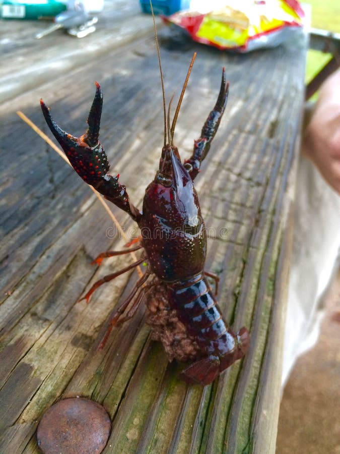 Crawfish Found Stock Photos - Free & Royalty-Free Stock Photos from ...