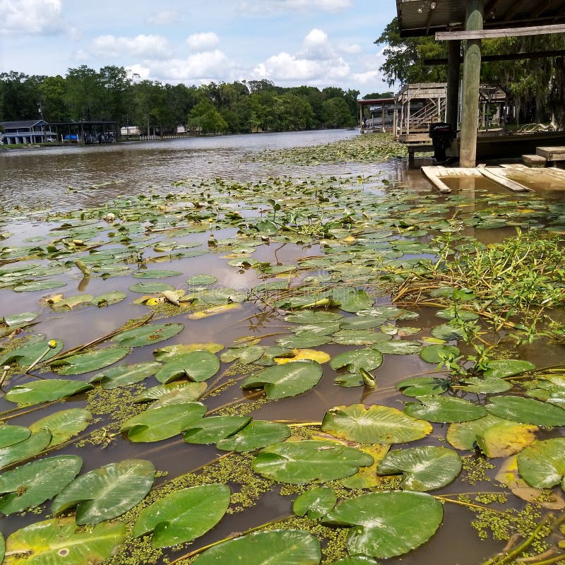 Louisiana Bayou Swamp Maurepas Stock Image - Image of maurepas, swamp ...