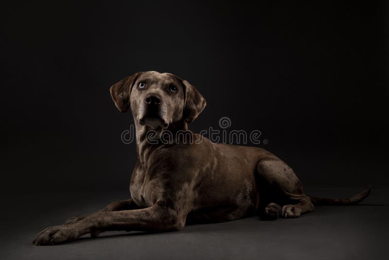 Louisiana Catahuala Leopard Dog Stock Image - Image of catahuala, hound ...