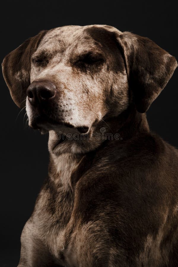 Louisiana Catahuala Leopard Dog Stock Image - Image of hunter, city ...