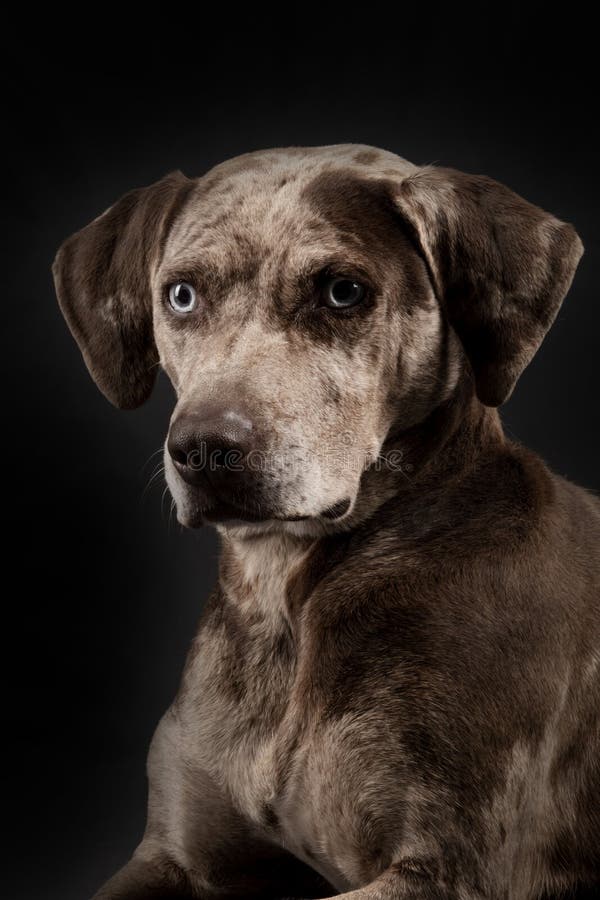 Louisiana Catahuala Leopard Dog Stock Image - Image of hunter, city ...