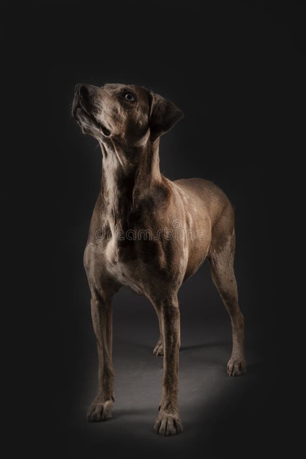 Louisiana Catahuala Leopard Dog Stock Image - Image of hound, people ...