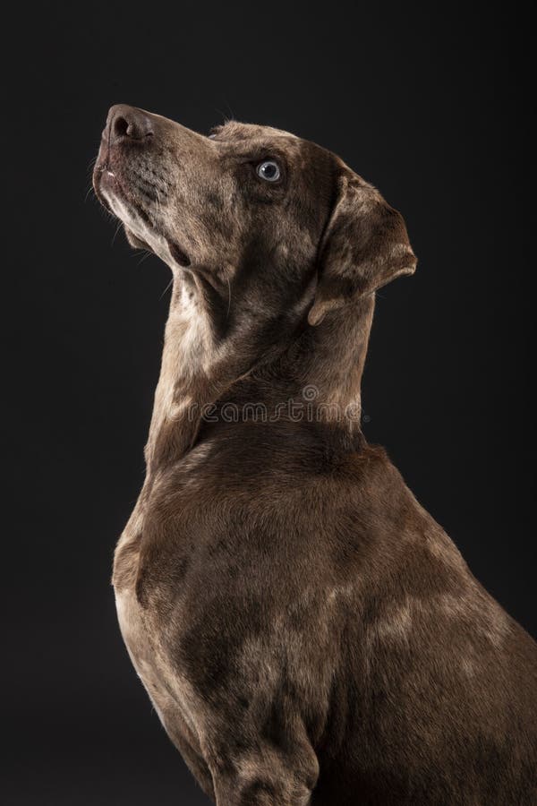 Louisiana Catahuala Leopard Dog Stock Image - Image of hunter, city ...