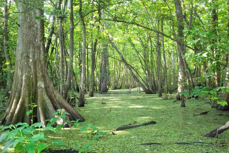 Louisiana Bayou Cypress stock photo. Image of trees, orleans - 142840