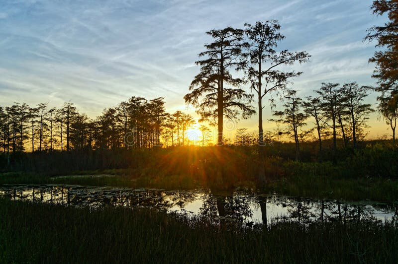 Louisiana Swamp Sunset Silhouette and Reflections Stock Image - Image ...