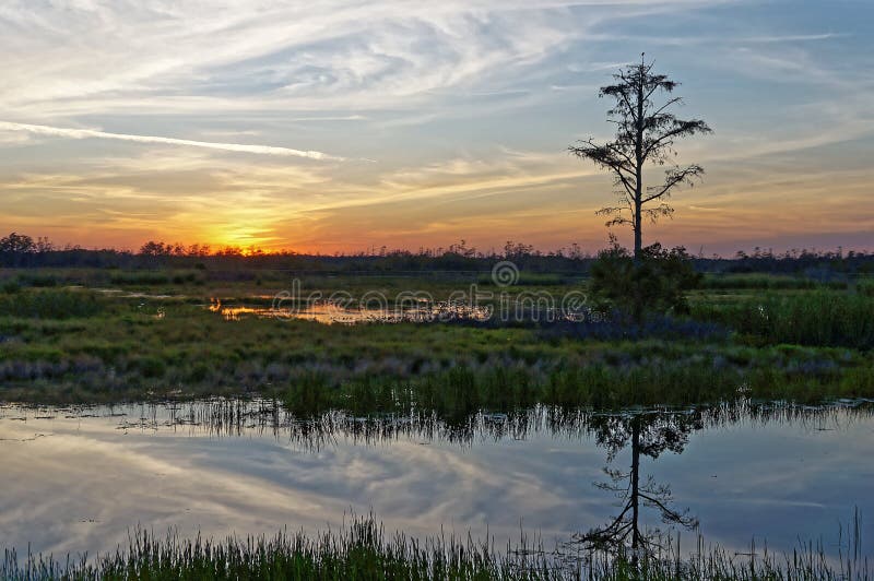 Louisiana Swamp Sunset Silhouette and Reflections Stock Image - Image ...