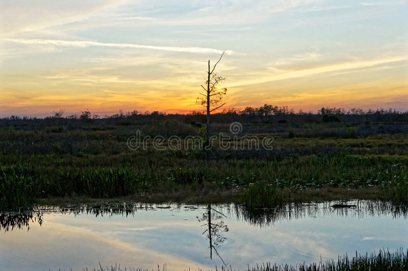 Louisiana Swamp Sunset Silhouette and Reflections Stock Photo - Image ...